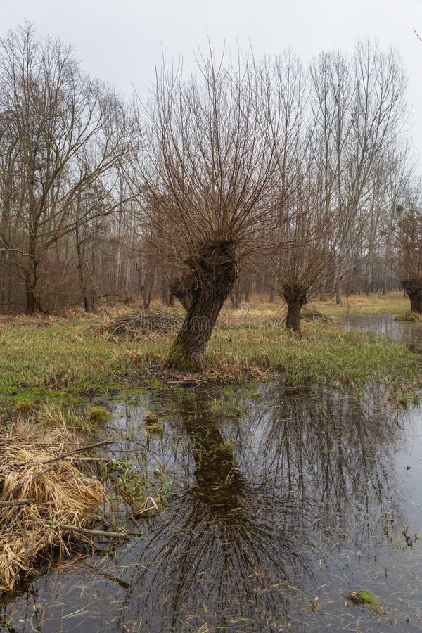 Floodplain Forest and Willow - Salix Caprea. Water Flows Around the ...