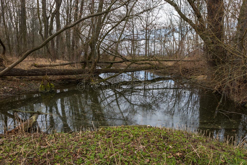 Floodplain Forest and Willow - Salix Caprea. Water Flows Around the ...