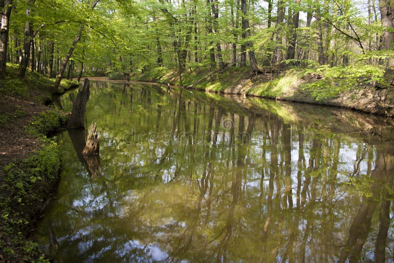 Floodplain forests stock photo. Image of water, waterlogged - 39772812
