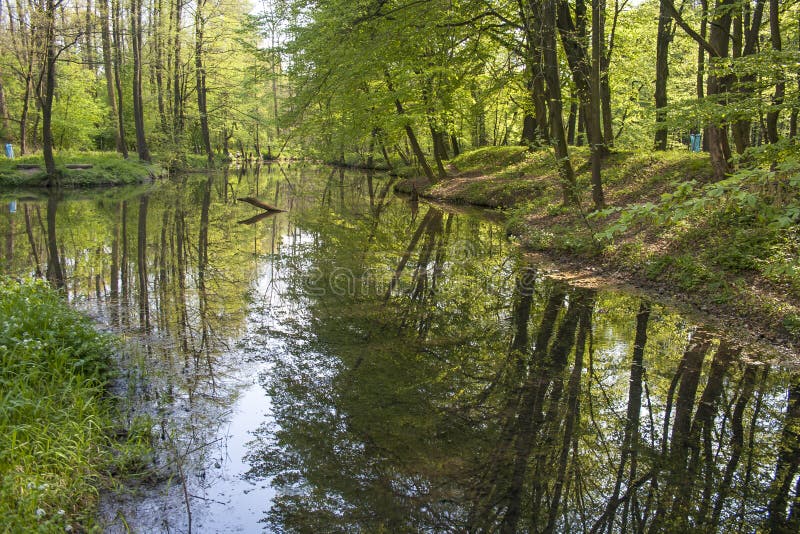 Floodplain forests stock image. Image of wood, stem, relflection - 39772839