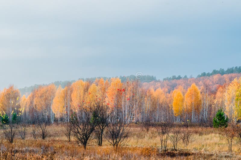 Floodplain Meadows of Forest-steppe Zone Stock Image - Image of zone ...