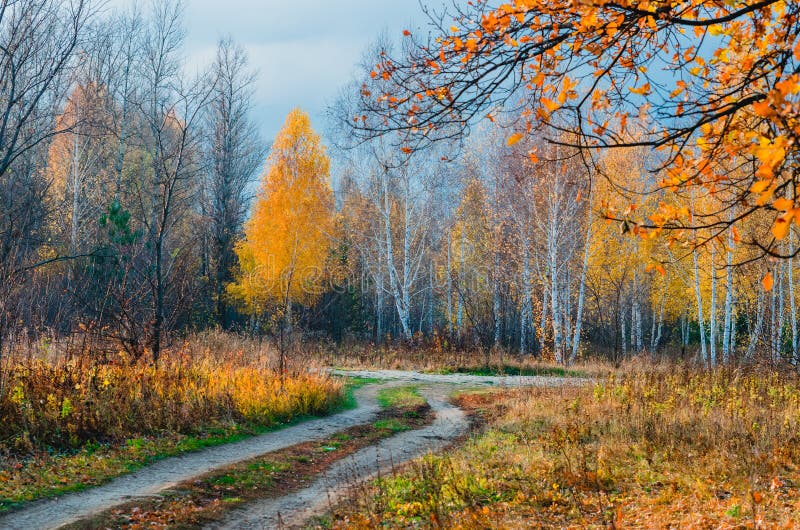 Floodplain Meadows of Forest-steppe Zone Stock Photo - Image of reaches ...