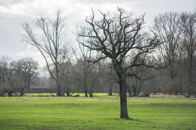 Floodplain in a Snowless Winter. View Over the Meadows with a Single ...