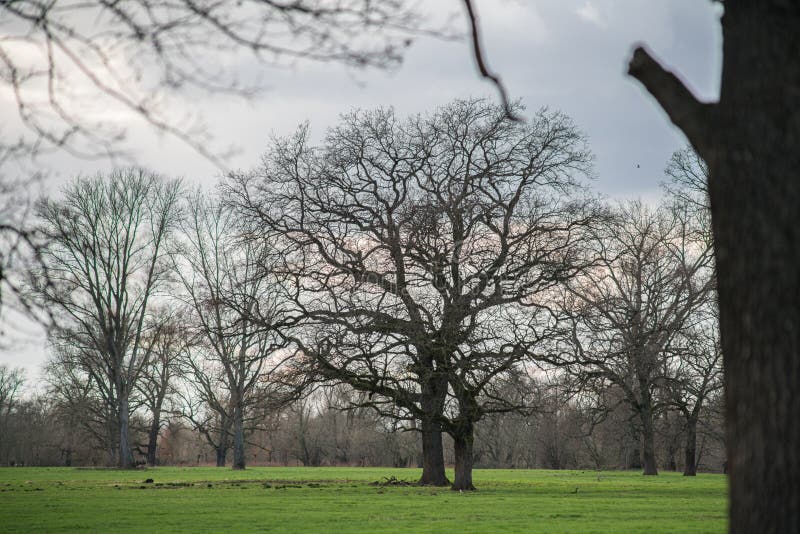 Floodplain in a Snowless Winter. View Over the Meadows with Trees Stock ...