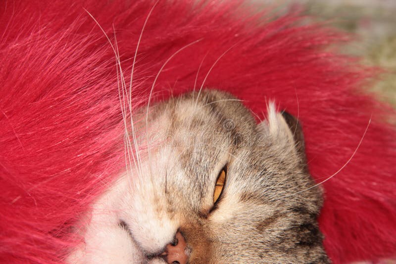 The Floor of the Cat`s Face in Red Fur. Glamorous Bow for Pet Stock ...