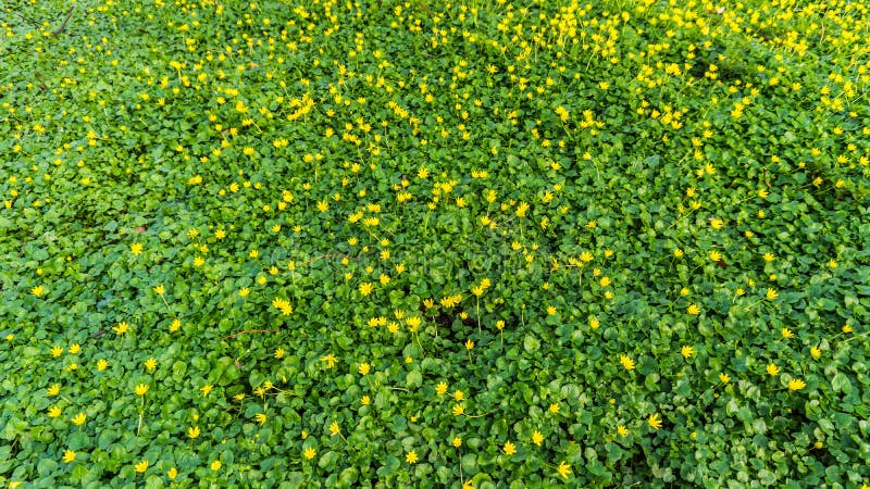 Floor Covered with Green Plants Stock Photo - Image of closeup, natural ...