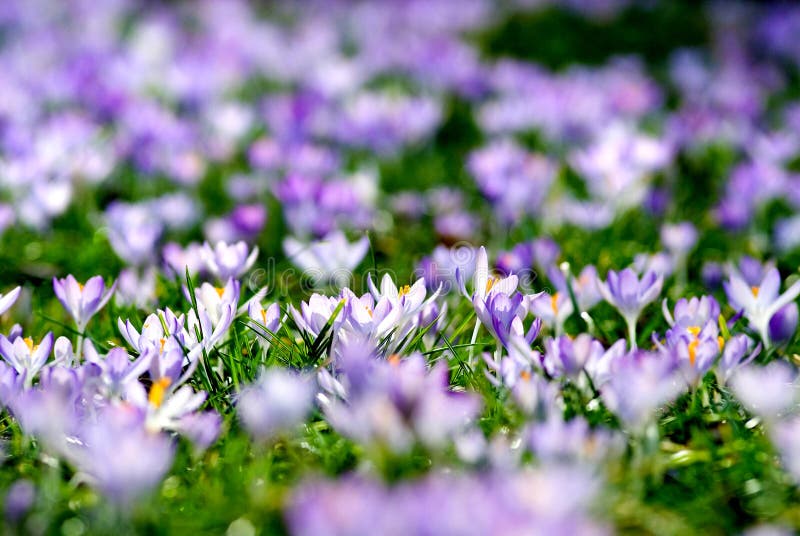 Spring Crocus (Crocus Vernus) Spring Herald Stock Photo - Image of ...