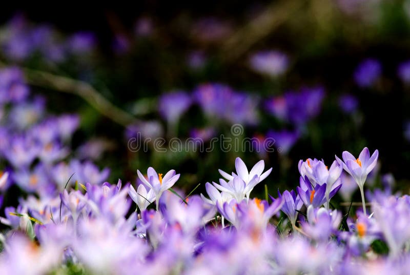 Spring Crocus (Crocus Vernus) Spring Herald Stock Image - Image of ...