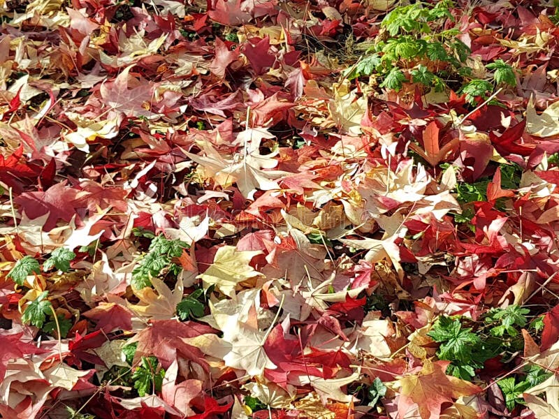 Floor Covered with Various Colored Leaves Announcing Autumn Stock Image ...