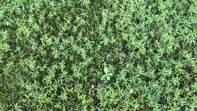 Ground with Vegetation in Forest Stock Image - Image of beautiful ...