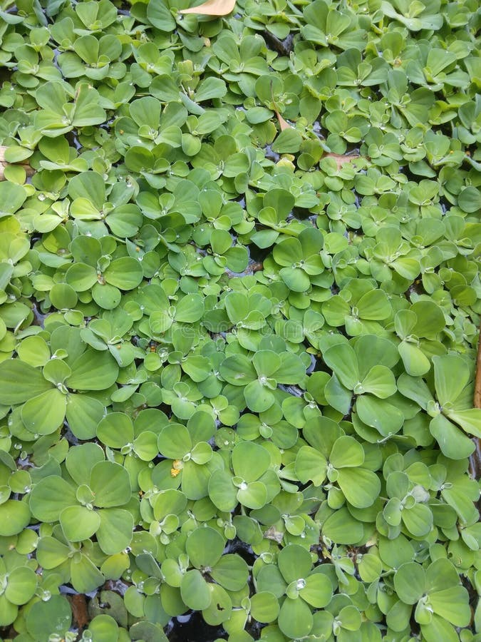 Floor frog stock image. Image of floor, frog, water - 261820305