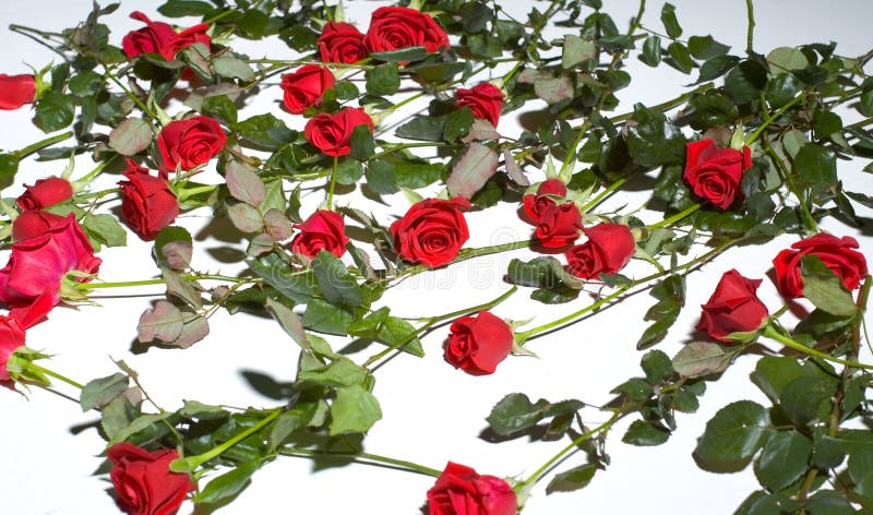 Floor Full of Roses stock photo. Image of wedding, contest - 348340