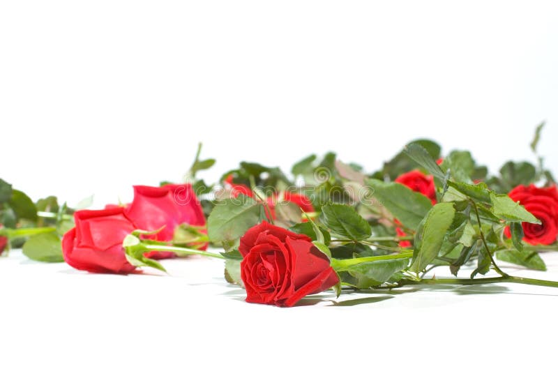 Floor Full of Roses stock photo. Image of celebration, covered - 348364