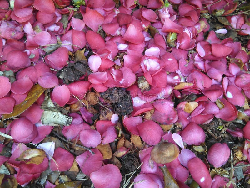 Floor of a Garden Covered with Rose Petals Stock Image - Image of ...