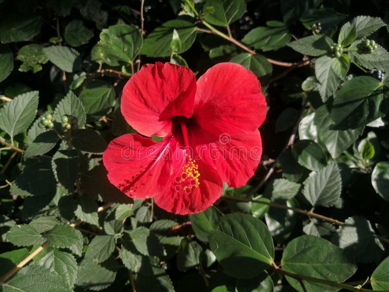 Floor nice red Flow natue stock photo. Image of flow - 254427052