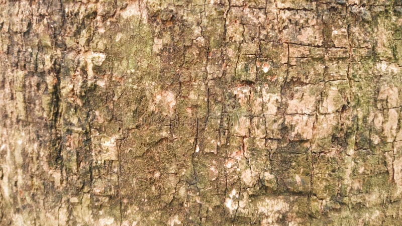 Background Image: Floor Pattern, Bark Pattern, Wood Texture, Yellow ...