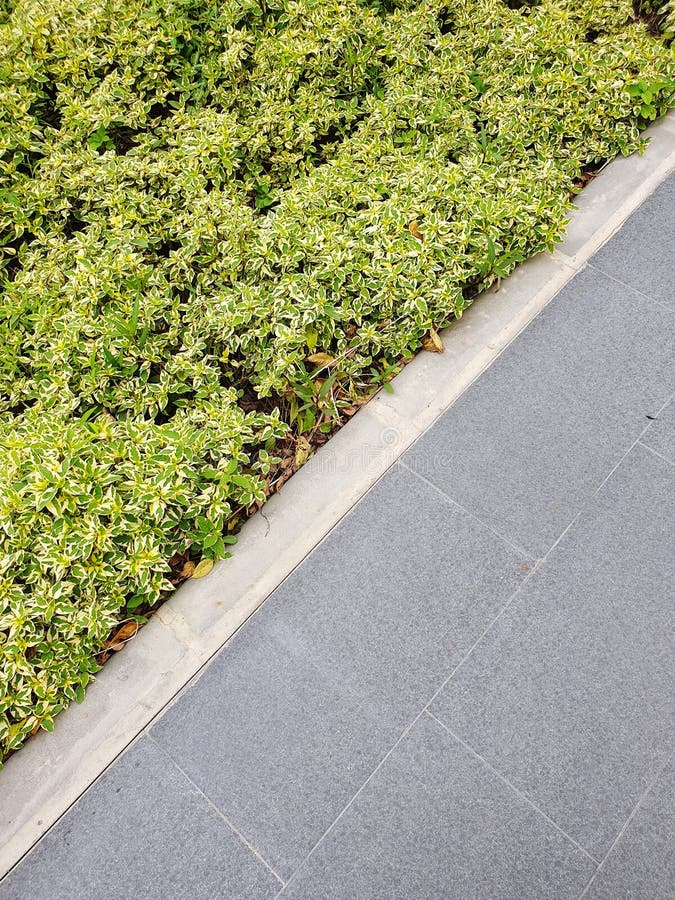 Floor Texture Balance with Plant&cement. Stock Image - Image of cement ...