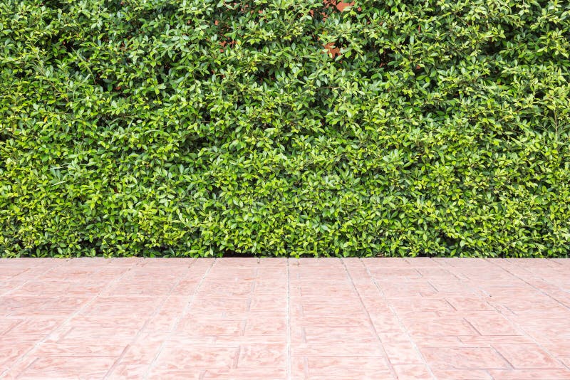 Floor Tile and Pattern of Green Plant Wall Texture Stock Photo - Image ...