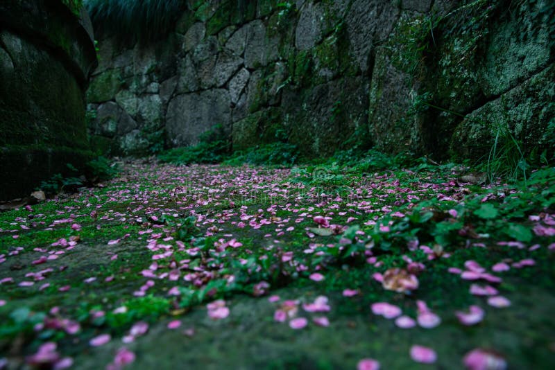 Plum petals of spring stock image. Image of spread, floor - 173133181