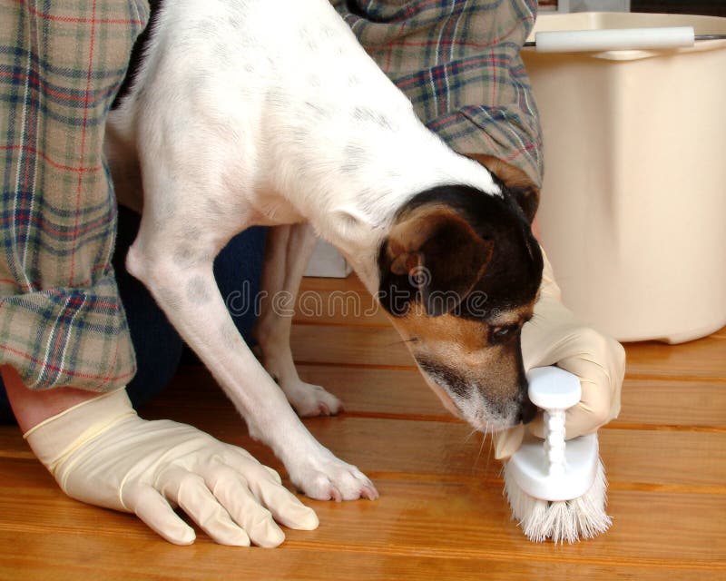Woman Doing Chores Cleaning Floor at Home Focus on Mop Stock Image ...