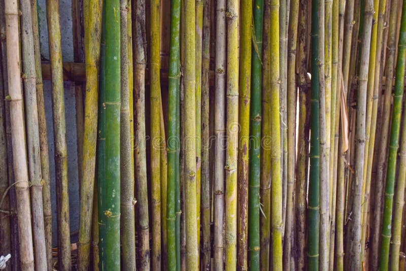 The Floors, Walls, Fences of Rural Houses are Made of Bamboo Stock ... The Floors, Walls, Fences of Rural Houses are Made of Bamboo Stock ...
