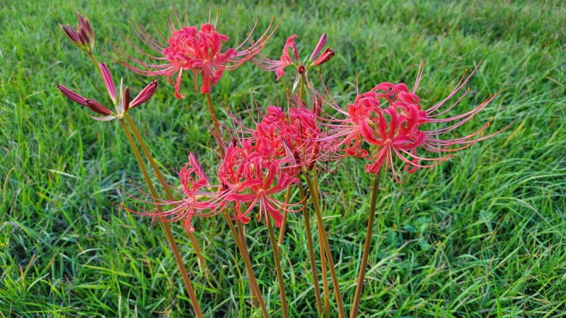 Japanese death flower stock photo. Image of anime, flower - 254535460