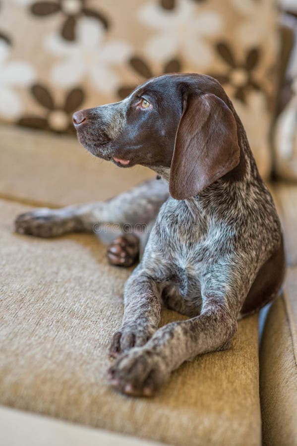 Floppy Eared German Shorthaired Pointer Sits on Sofa Stock Photo ...
