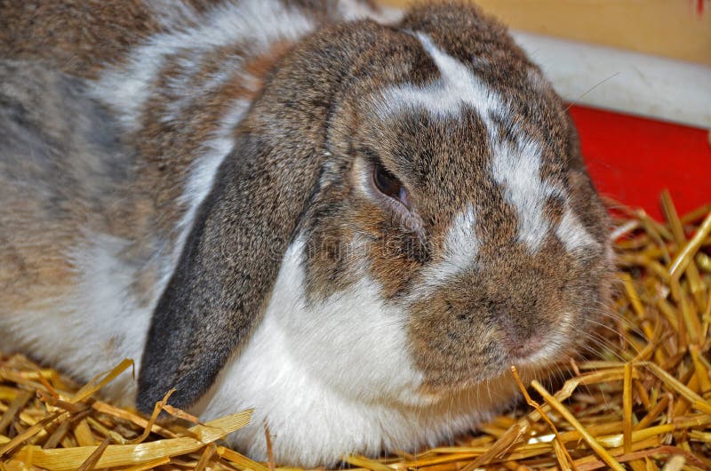 Floppy-eared rabbit stock image. Image of hare, breed - 22587279