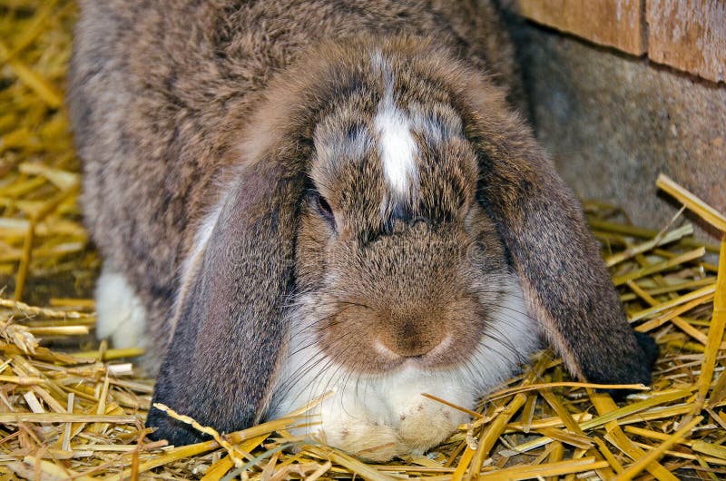 113 Floppy Eared Rabbit Stock Photos - Free & Royalty-Free Stock Photos ...