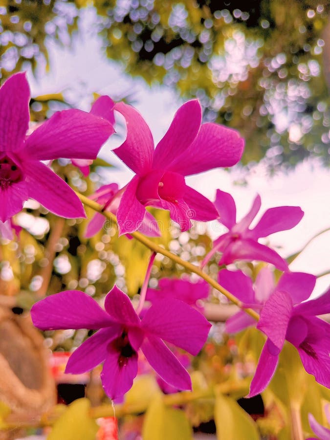 Floqer pinky stock photo. Image of pink, floqer, pinky - 323927922