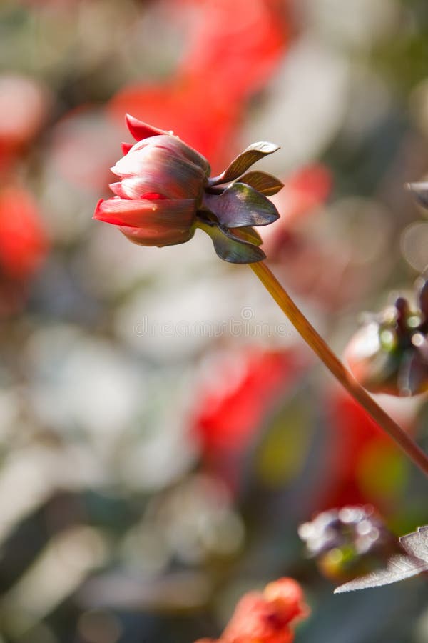 Flores Heladas Del Penstemon Foto de archivo - Imagen de invierno ...
