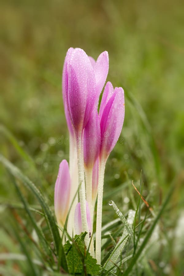 Flores Cubiertas De Rocio Agradables Foto de archivo - Imagen de bosque ...