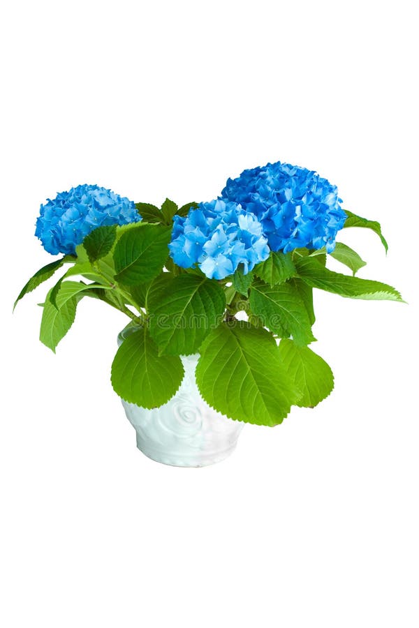 Flor foto de archivo. Imagen de flora, belleza, girasol - 9033502