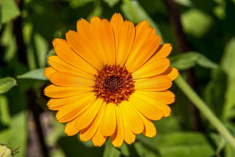 Flor Aberta Do Calendula Em Um Fundo Verde Foto de Stock - Imagem de ...