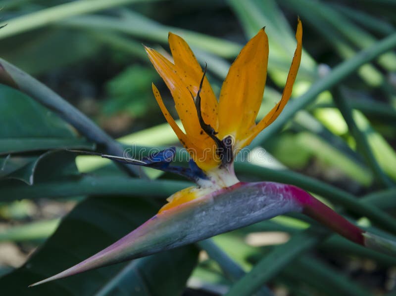 Flor Abierta De La Planta De Aves Foto de archivo - Imagen de verano ...