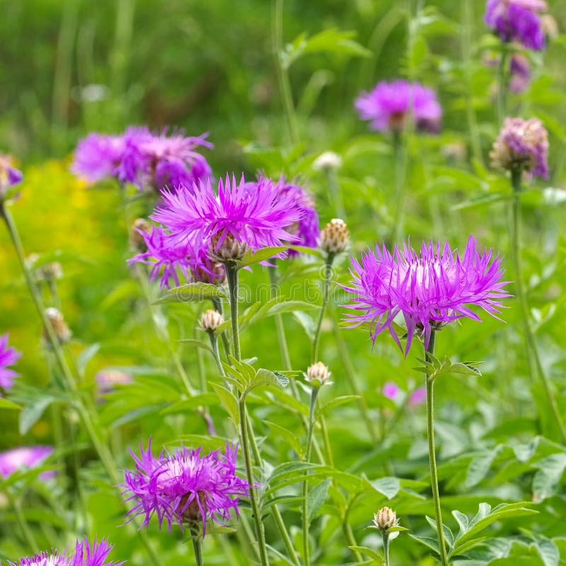 Flor Aciano O Del Dealbata Perenne Del Centaurea Foto de archivo ...
