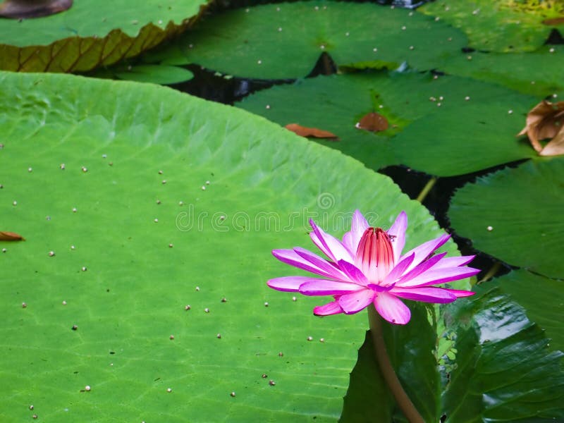 Flor acuática imagen de archivo. Imagen de flor, planta - 1487655