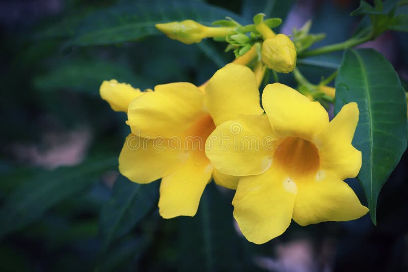 Flor Alamanda De Color Amarillo Y Brotes Foto de archivo - Imagen de ...