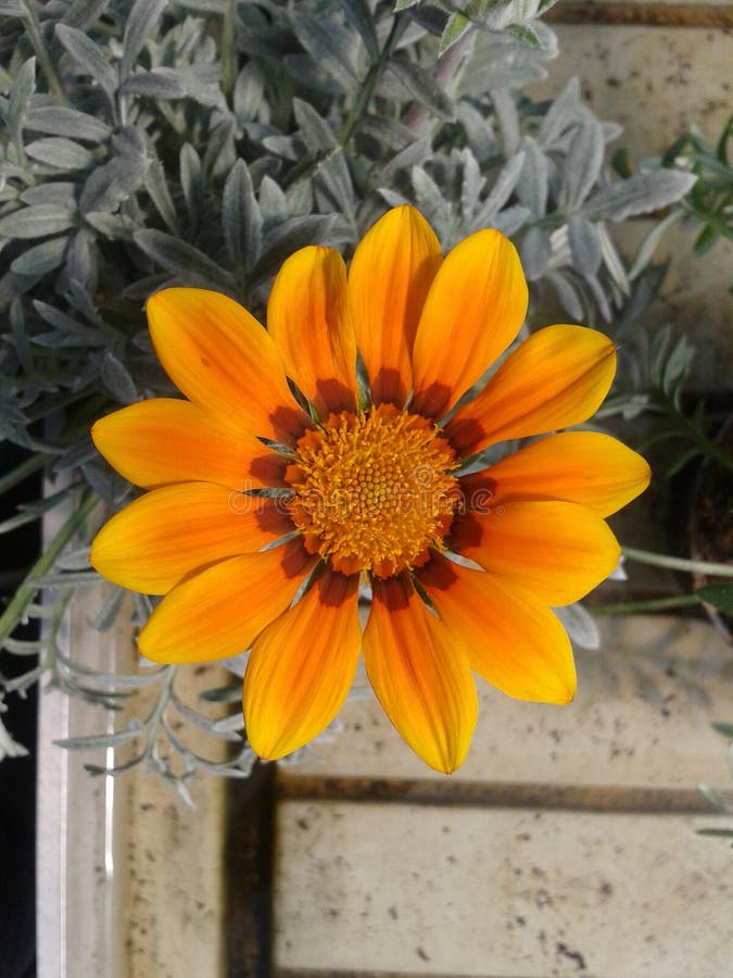 Flor alaranjada 2 foto de stock. Imagem de escondido - 100912590