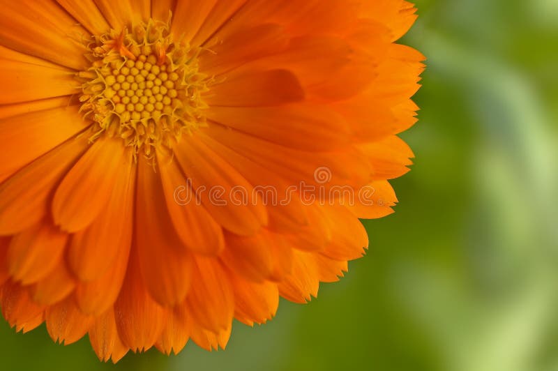 Flor alaranjada imagem de stock. Imagem de simetria, detalhe - 43341139