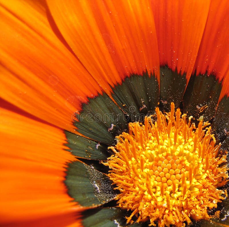 Flor alaranjada imagem de stock. Imagem de brilhante, fundo - 6711279