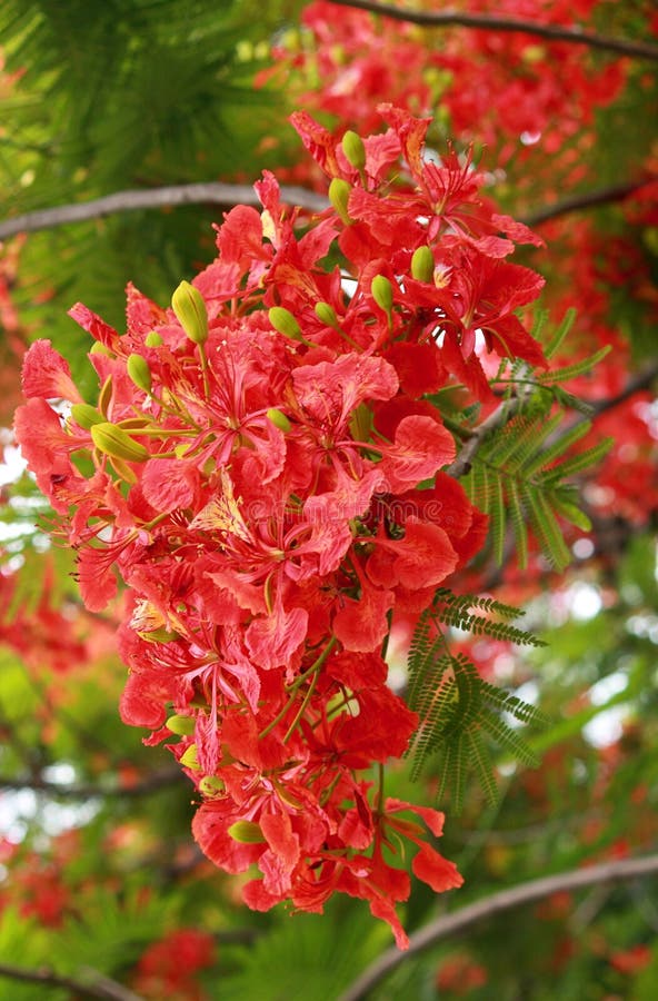 Flor Alaranjada Bonita Do Regia Do Delonix Foto de Stock - Imagem de ...