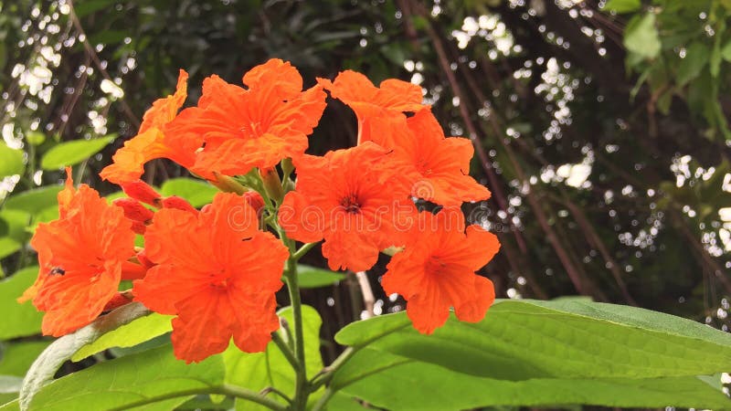 Flor Alaranjada Colorida Com Voo Da Abelha Imagem de Stock - Imagem de ...