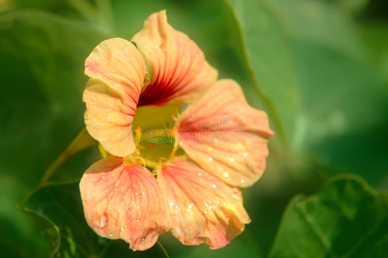 Flor alaranjada da chagas imagem de stock. Imagem de verde - 75696817