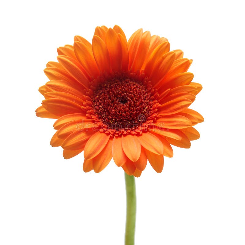 Flor Alaranjada Da Margarida Do Gerbera Isolada Em Um Fundo Branco Foto ...