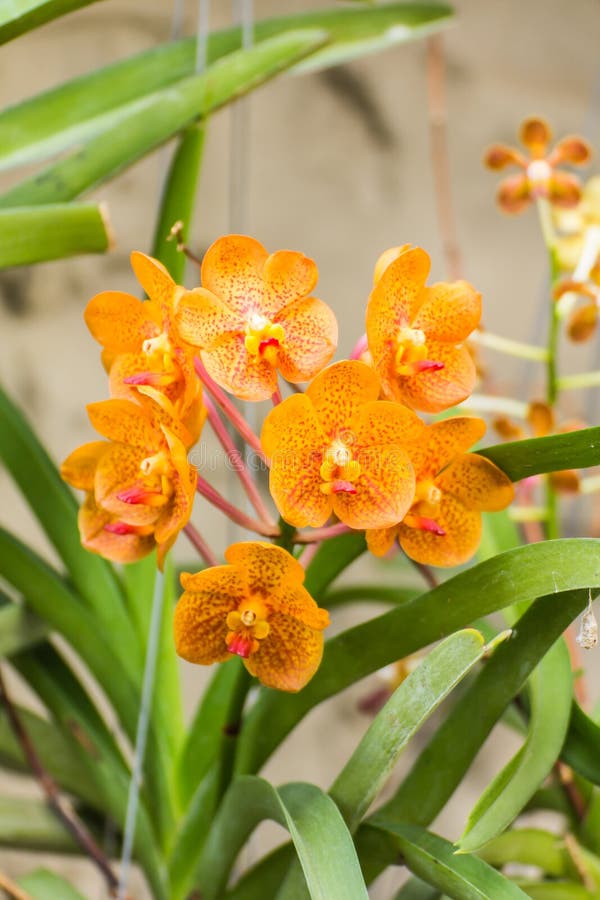 Orquídea Alaranjada De Vanda Imagem de Stock - Imagem de macro ...