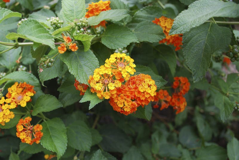 Flor Alaranjada Das Flores Do Lantana Comum Foto de Stock - Imagem de ...