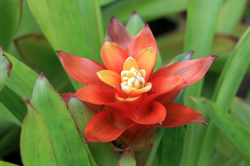 Flor do abacaxi foto de stock. Imagem de macro, jardim - 21693916