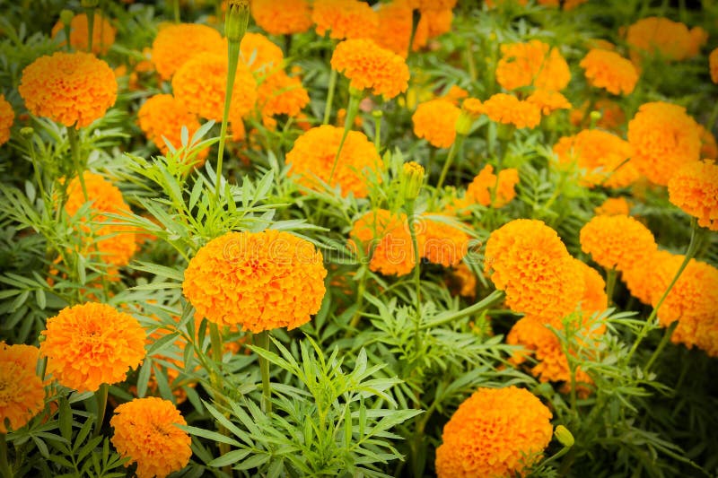Flor Alaranjada Do Cravo-de-defunto Foto de Stock - Imagem de ouro ...