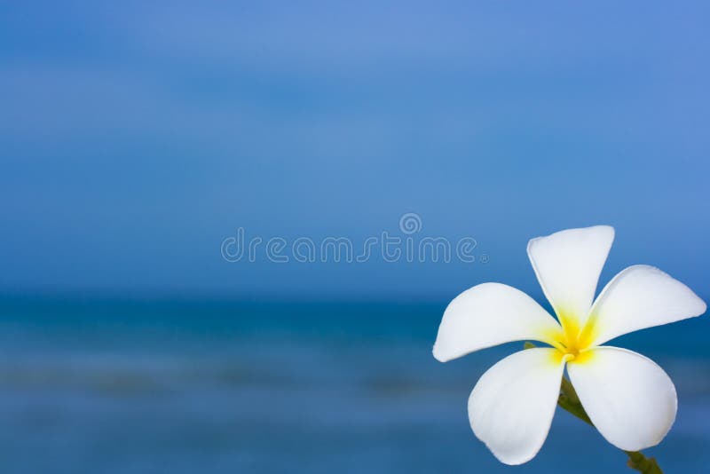 Flor alba del Plumeria imagen de archivo. Imagen de flor - 5514629
